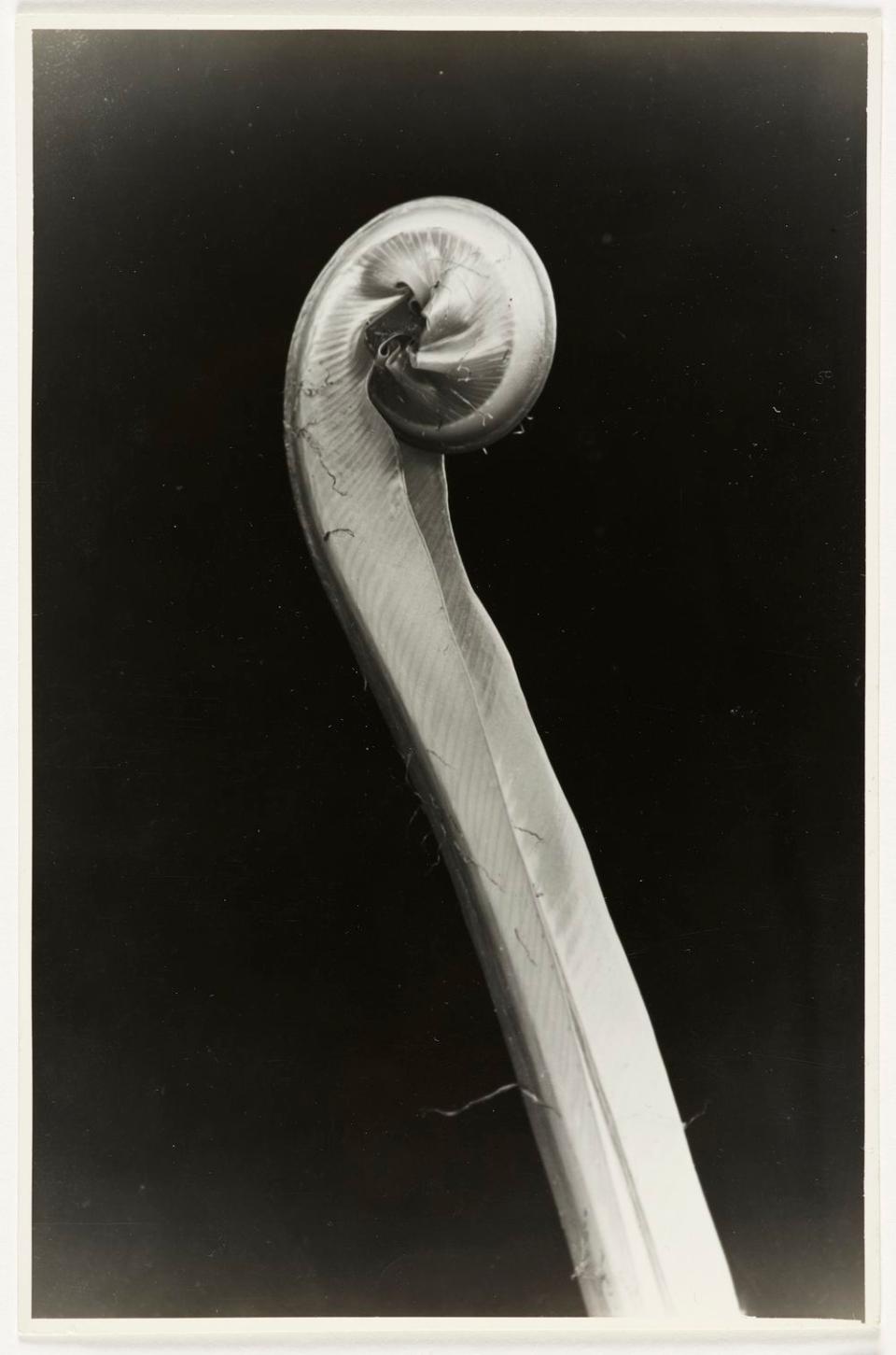 Filicinae Asplenium nidus | Staatsgalerie