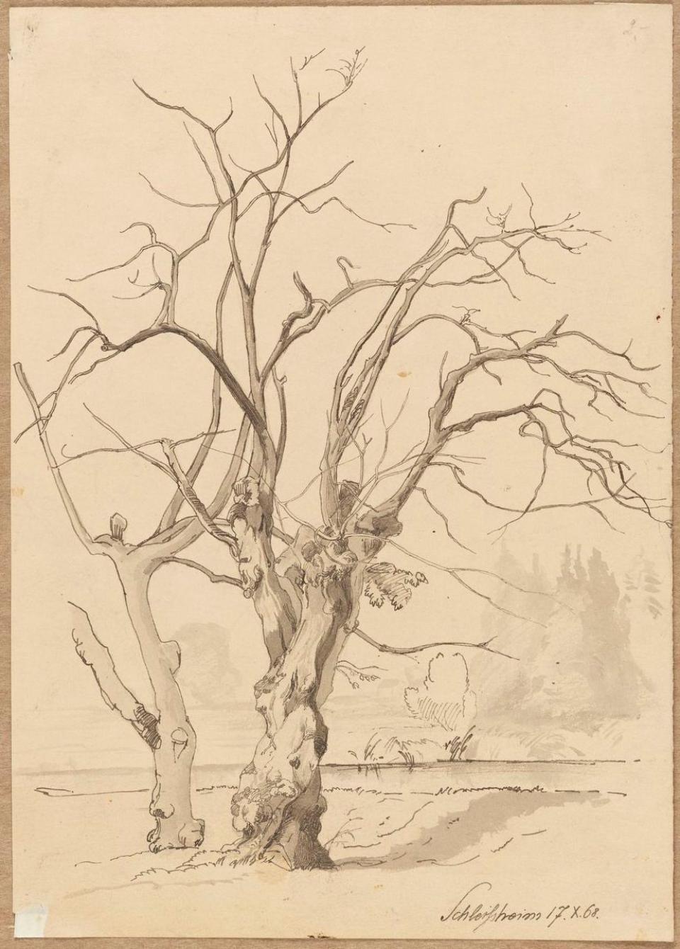 Baumstudie | Staatsgalerie